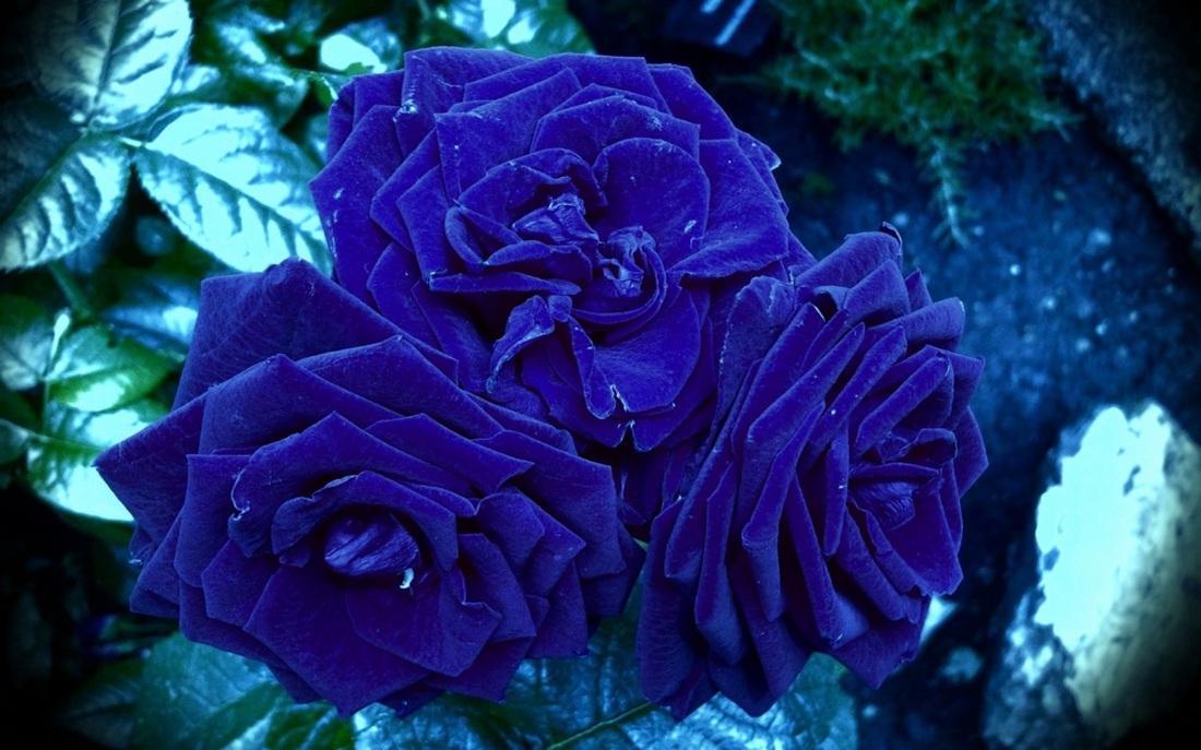 Blue Earth: Nature's Enchanting Rose