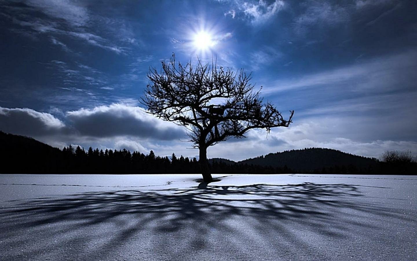 Download Shadow Silhouette Sun Tree Earth Nature Winter Image