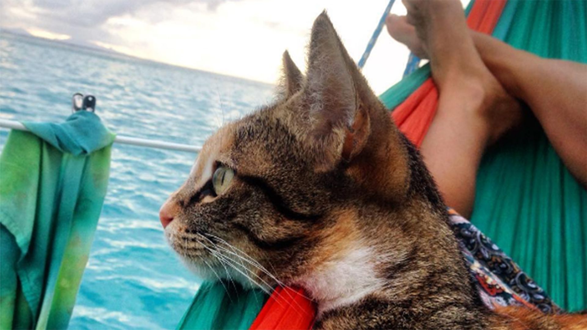 Captain Lizzy Clark and Amelia the cat - Image Abyss