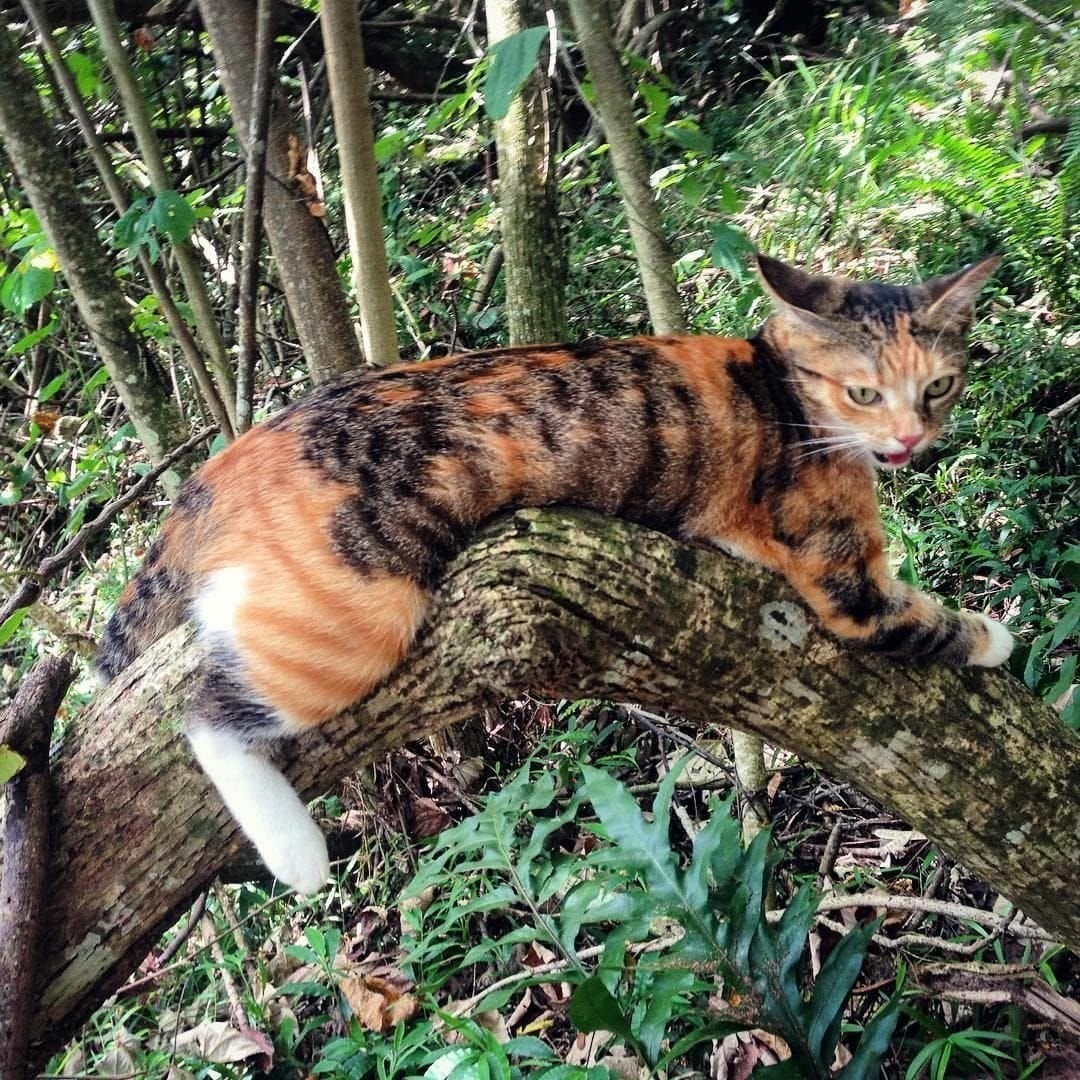 Captain Lizzy Clark and Amelia the cat Image - ID: 10129 - Image Abyss