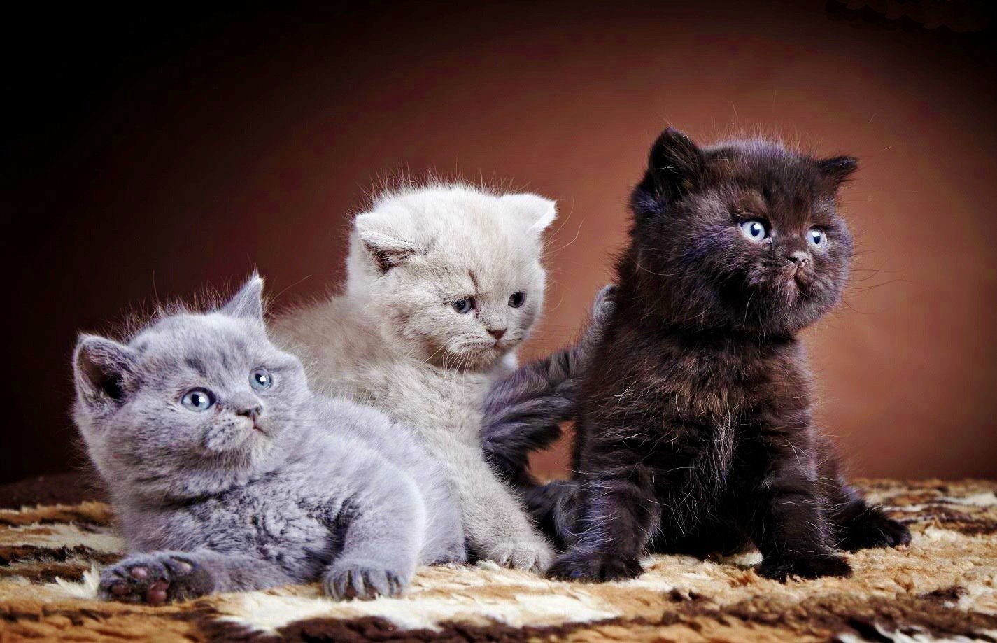 Cute Kittens: Adorable Feline Friends