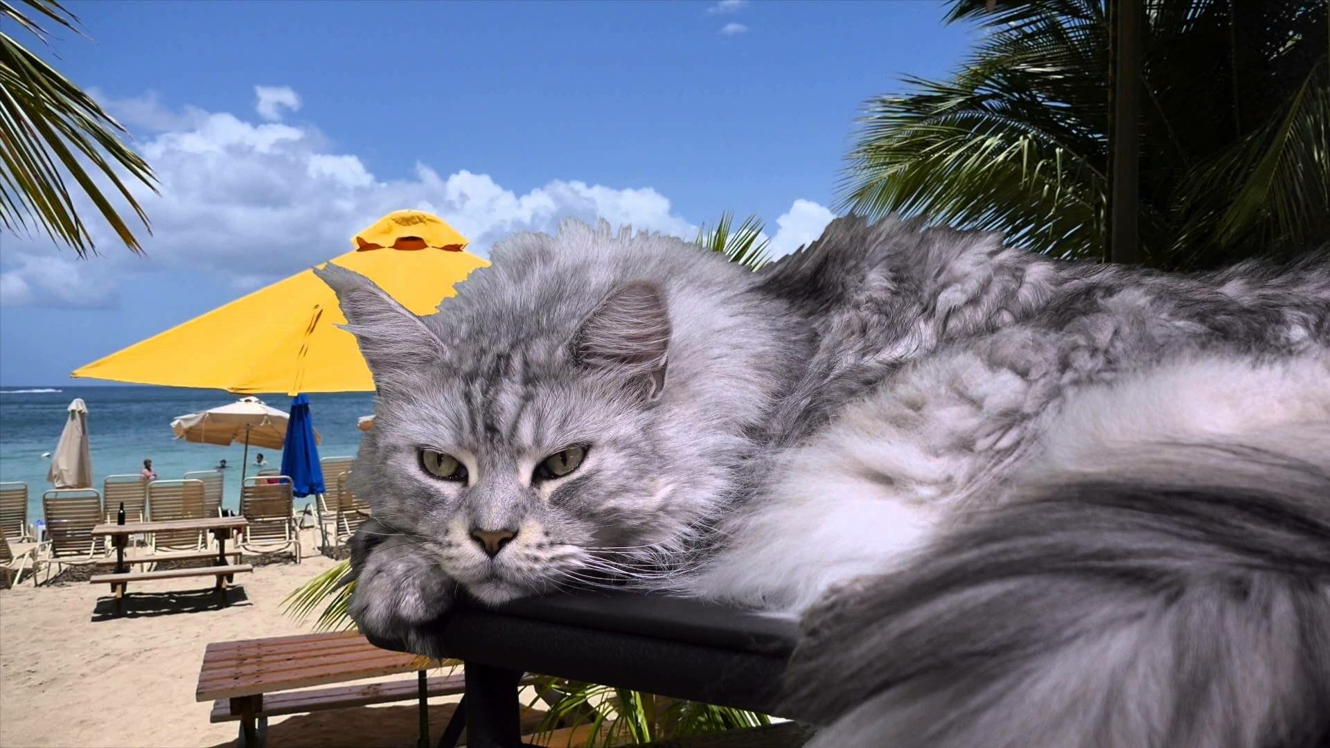 Maine Coone cat vacations on the beach Image - ID: 10205 - Image Abyss