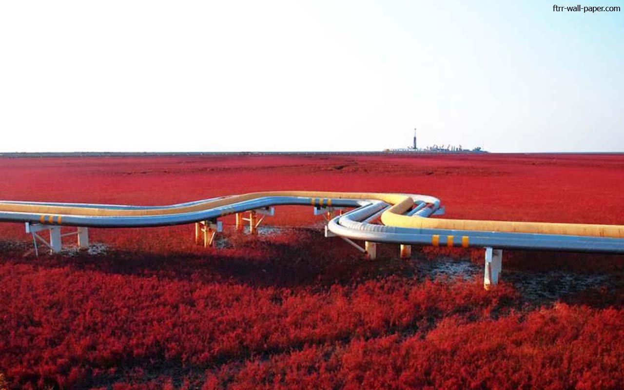 Panjin Red Beach, China Image - ID: 10272 - Image Abyss