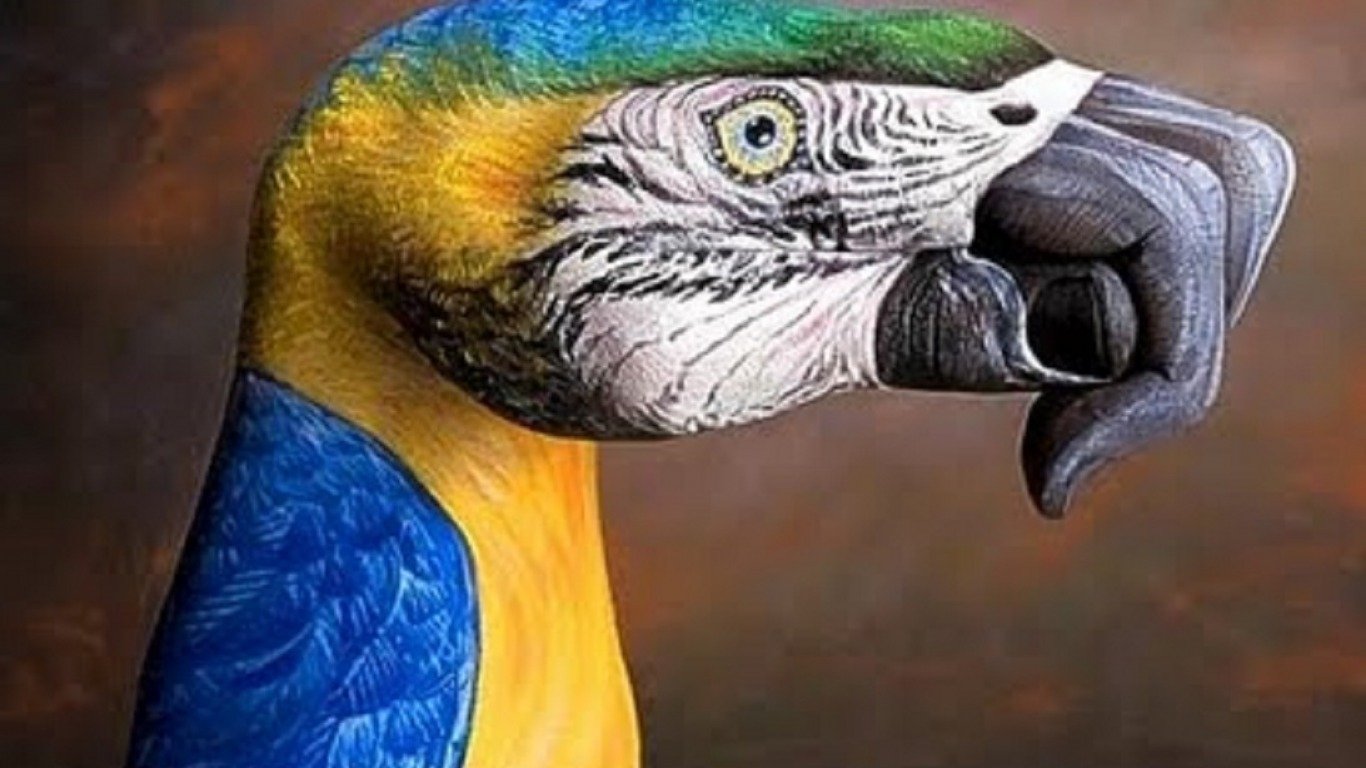 HAND PAINTED, PARROT Image - ID: 1029 - Image Abyss