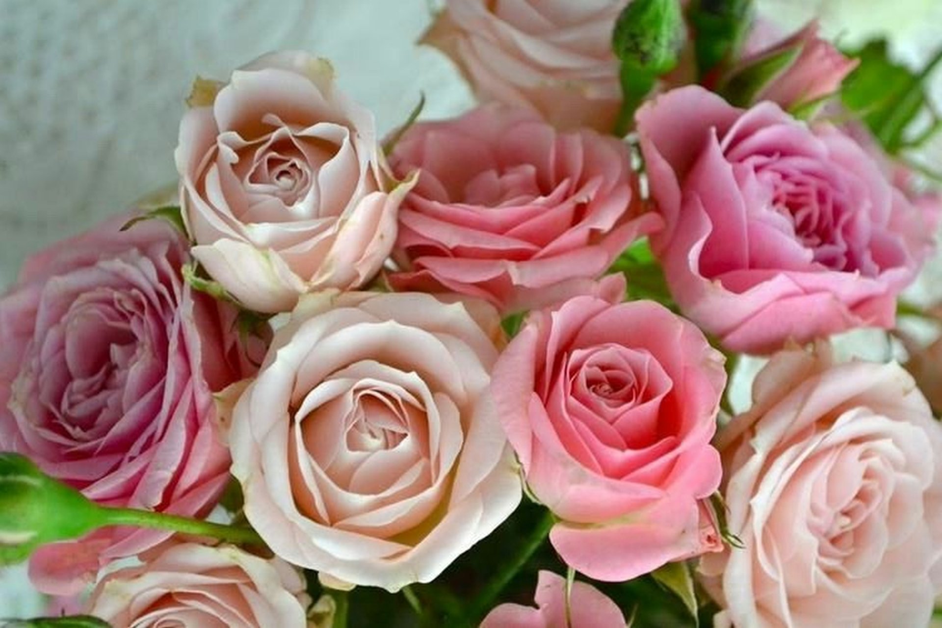 Vintage Soft Pink Roses - Image Abyss