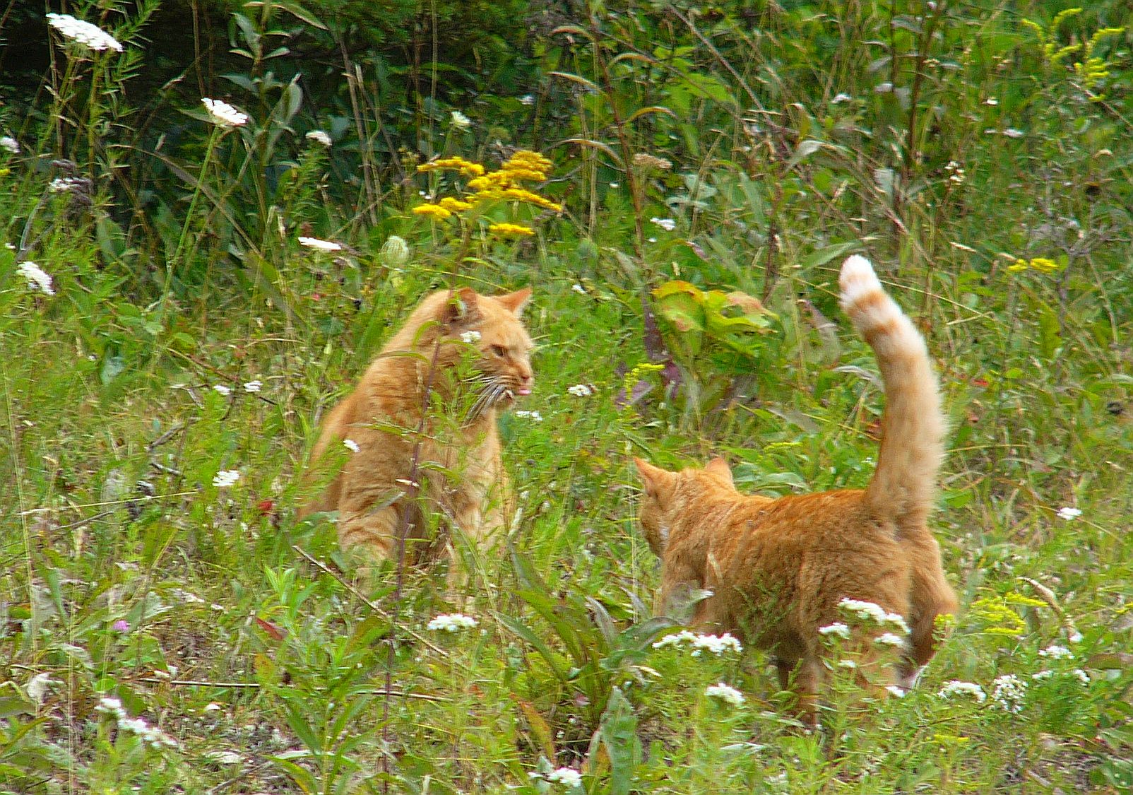 Ullie and Dally meeting each other by durkeema