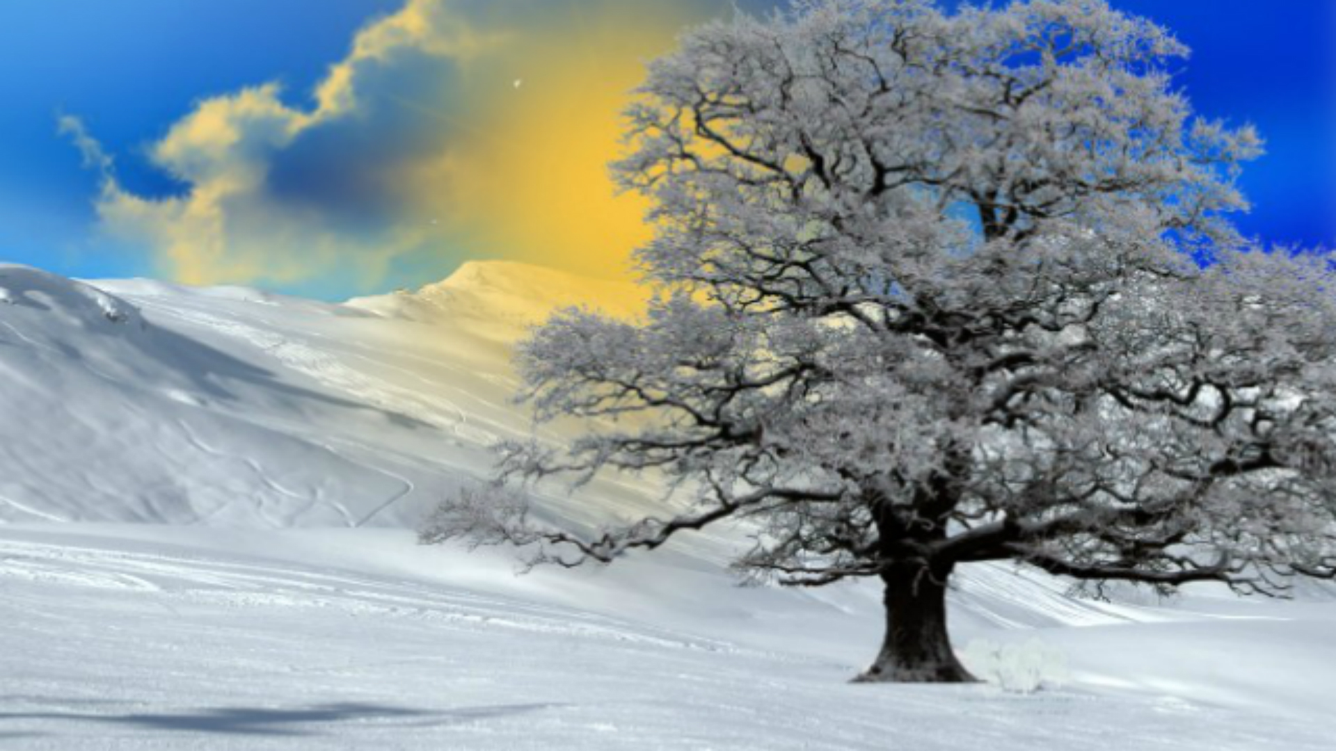 Download Earth Sky Cloud Tree Snow Nature Winter Image
