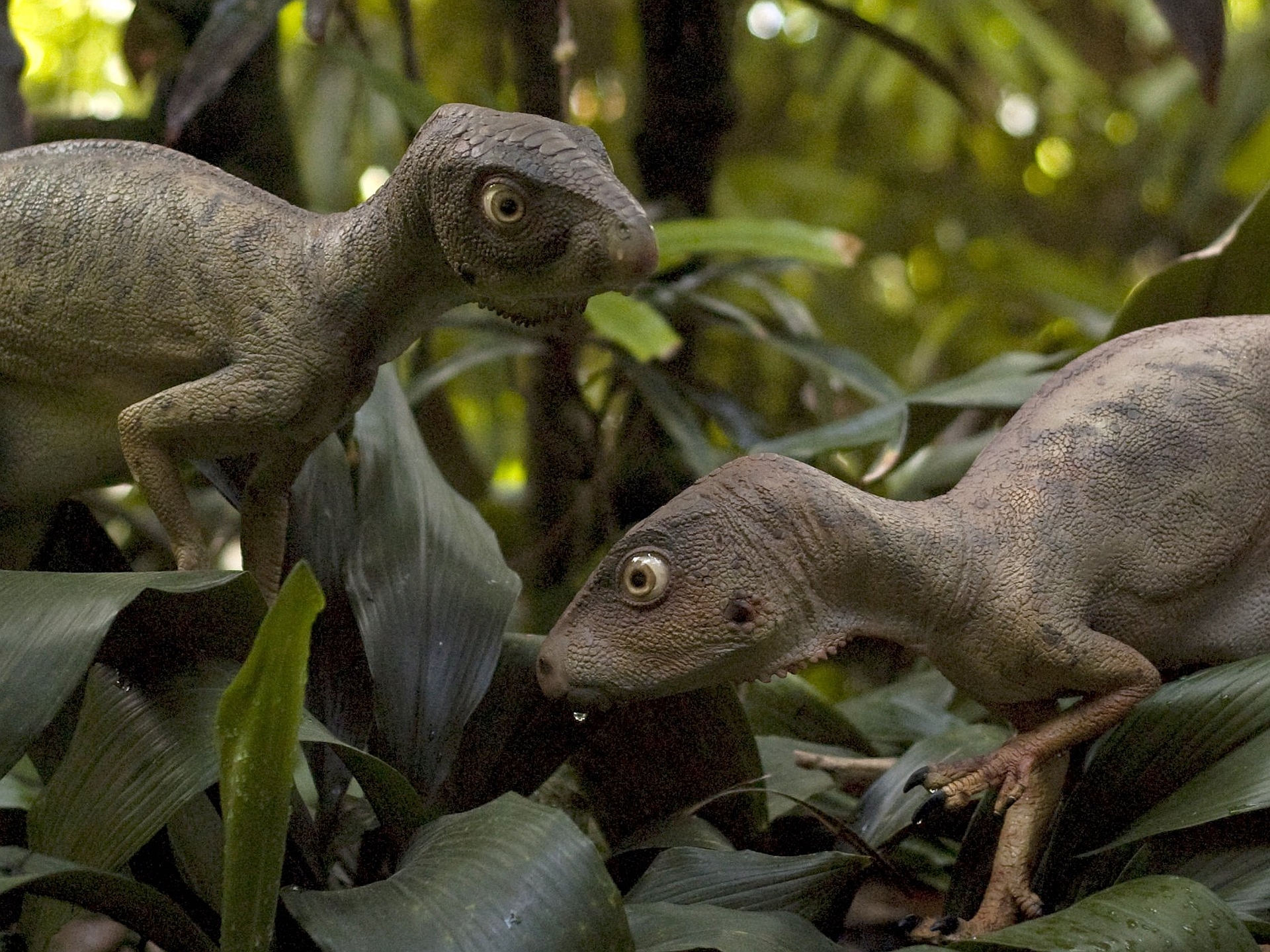 Heterodontosaurus - Image Abyss