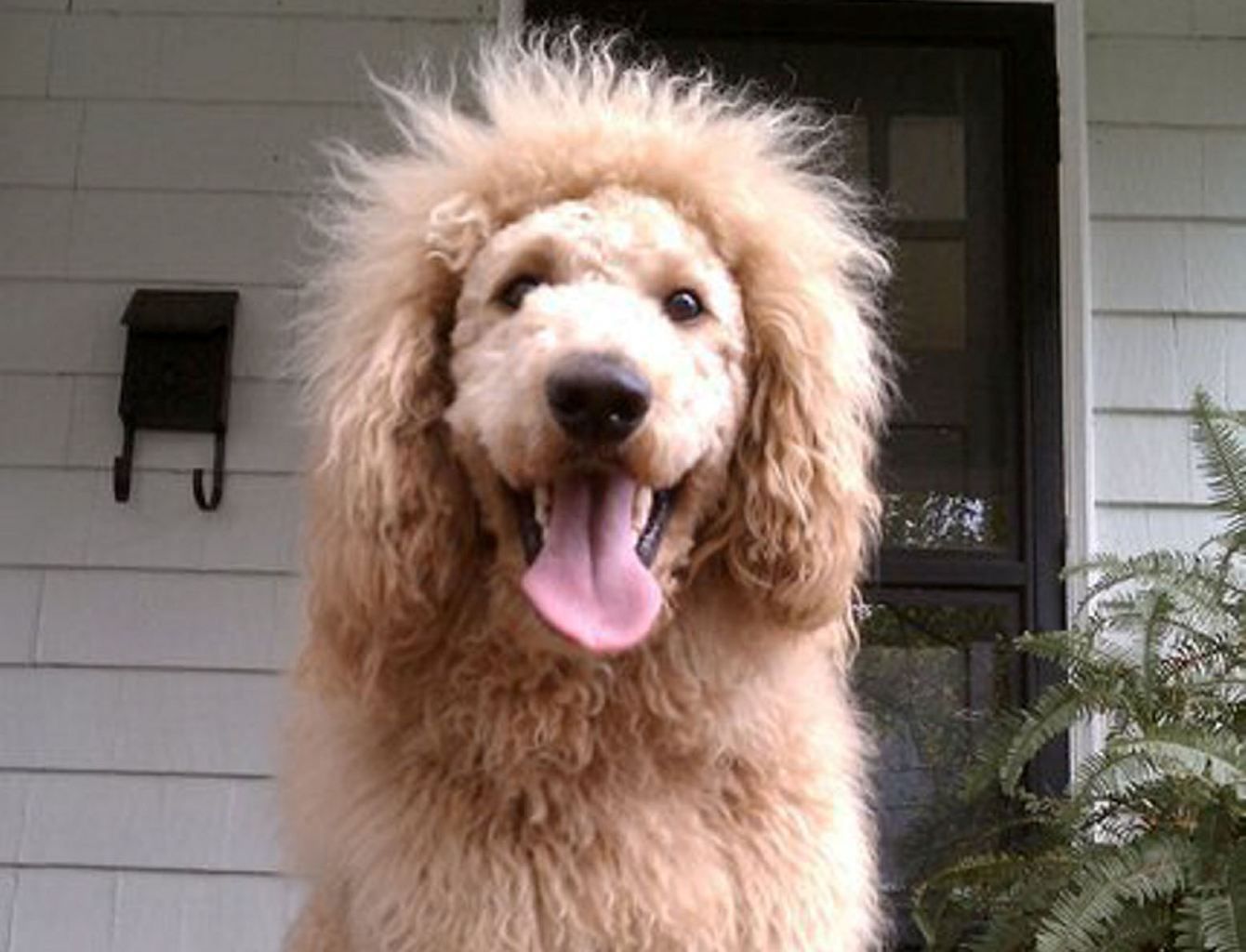 Adorable Fluffy Dog with a Big Smile