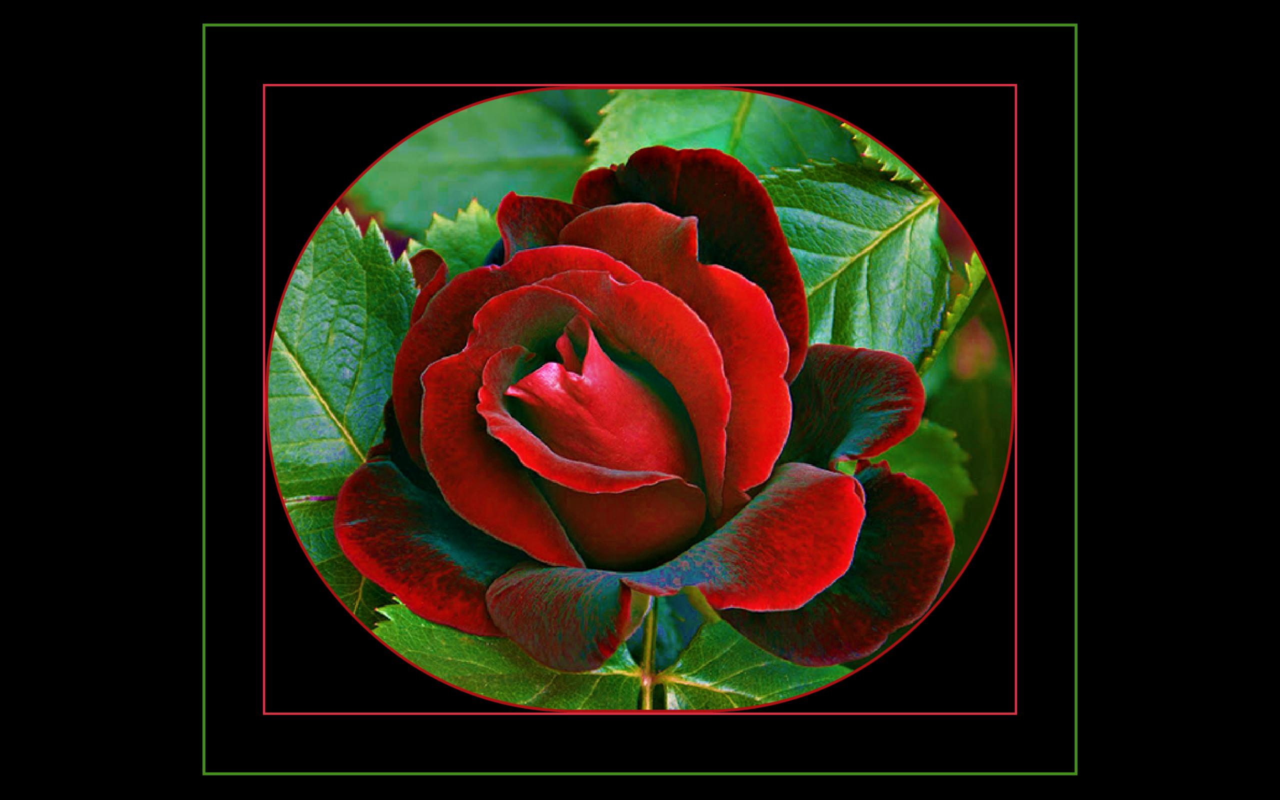 Download Red Rose Artistic Rose Image