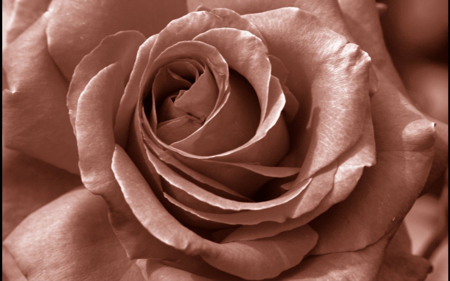 Soft Pink Rose Image - ID: 10528 - Image Abyss