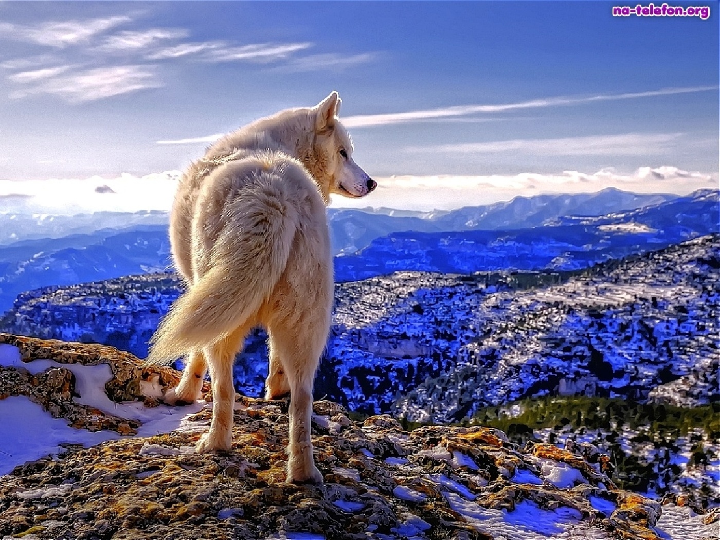 Download Mountain White White Wolf Animal Wolf Image