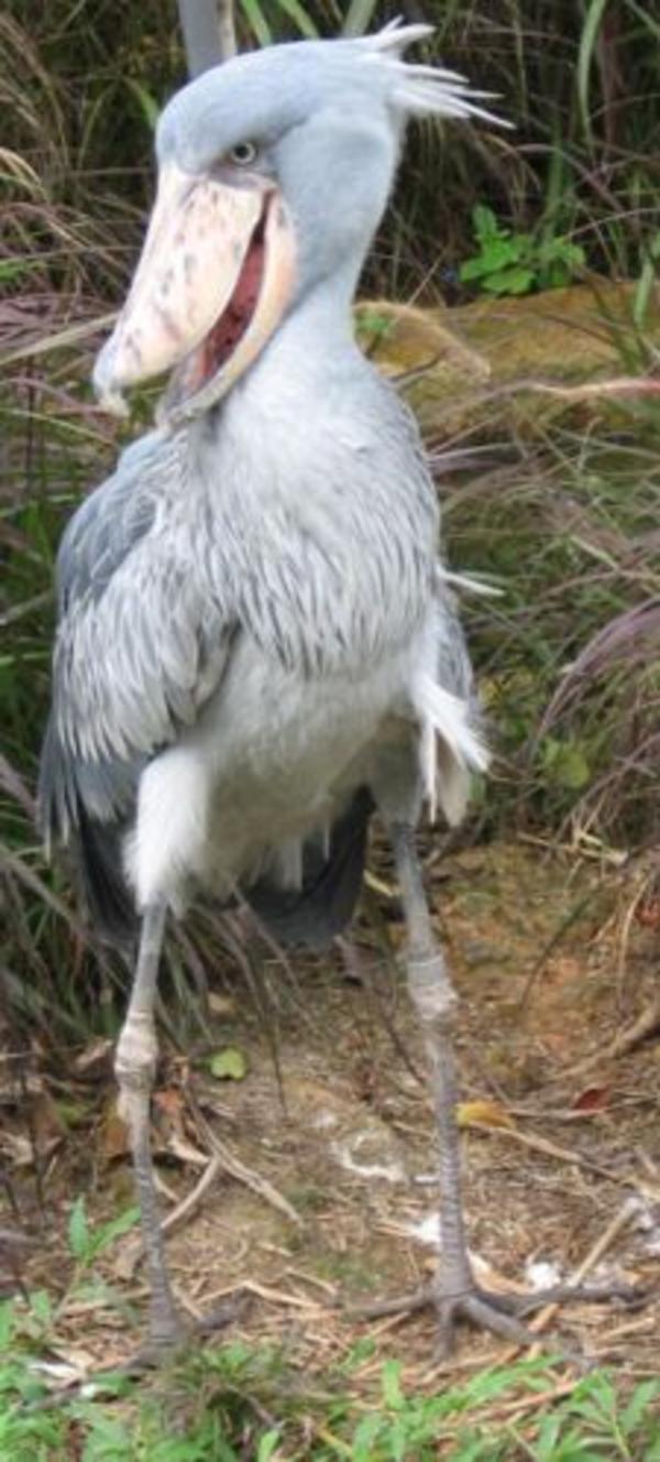 Download Animal Shoebill Image