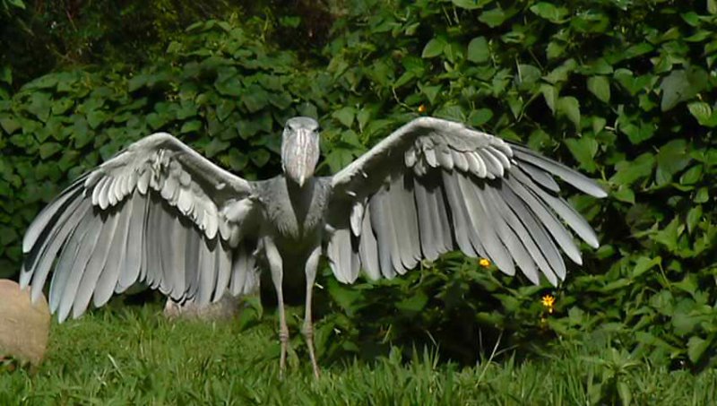 Shoebill Picture - Image Abyss
