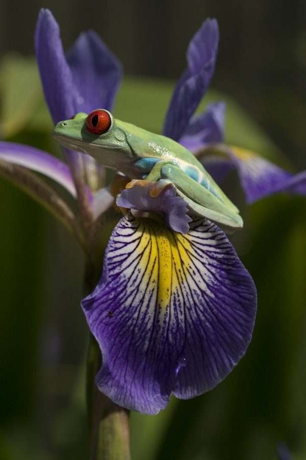 Tiny frogs by Angi Nelson Image - ID: 11007 - Image Abyss