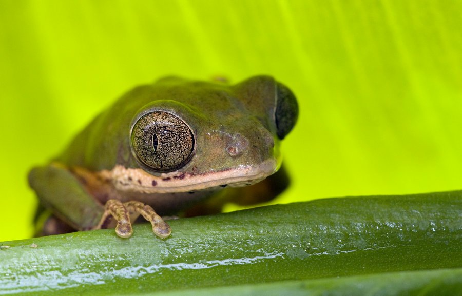 Tiny frogs by Angi Nelson Image - ID: 11009 - Image Abyss