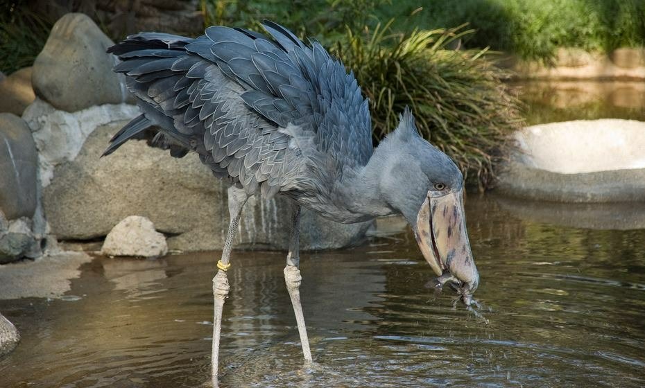 Shoebill - Desktop Wallpapers, Phone Wallpaper, PFP, Gifs, and More!