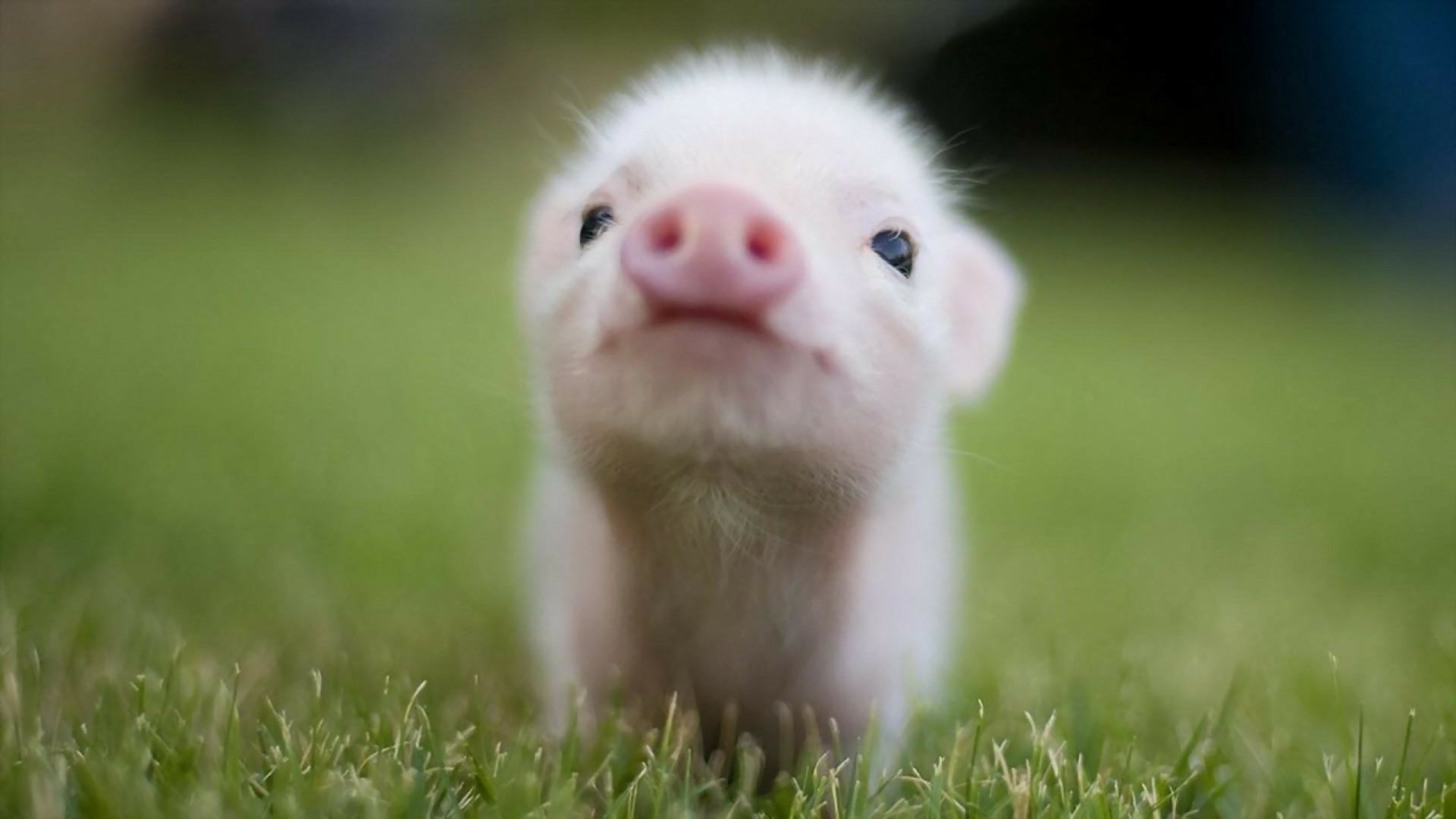 a newborn piglet - Image Abyss