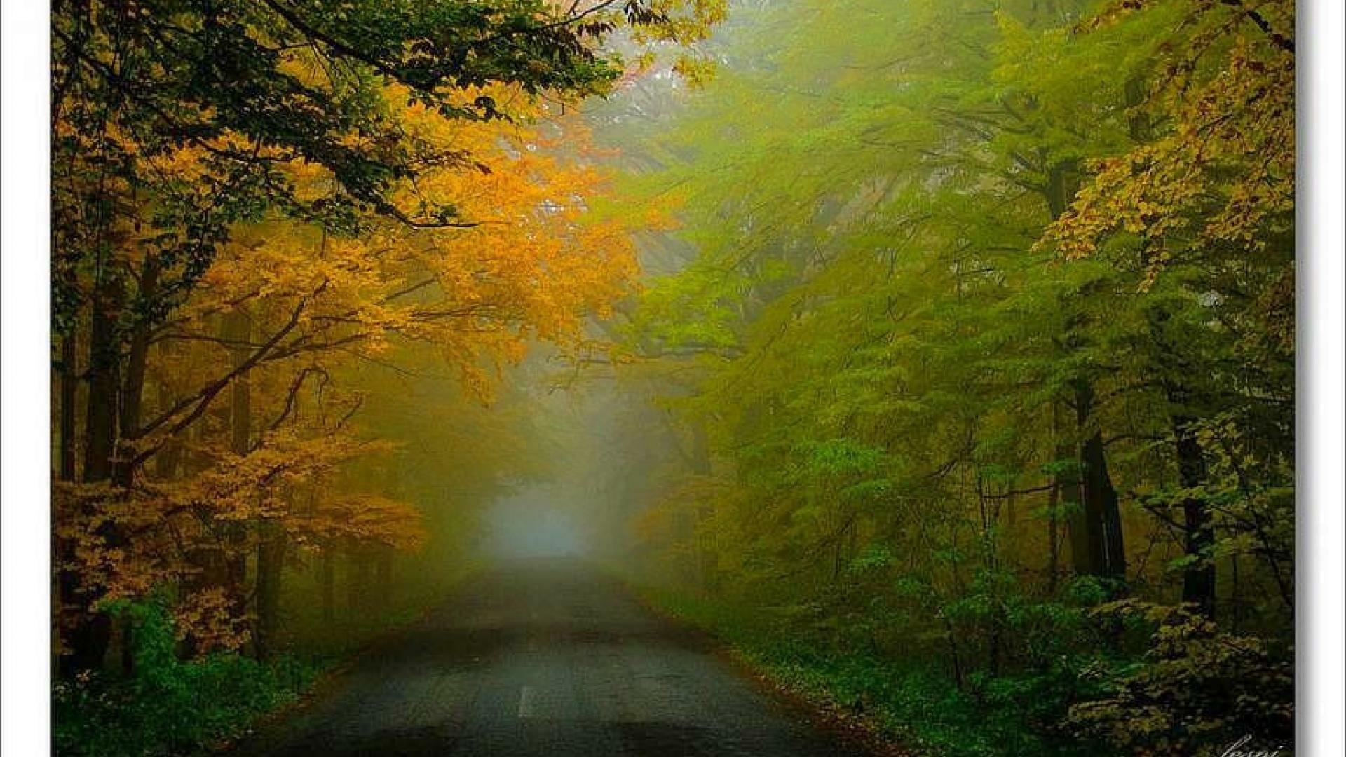 Serene Foggy Fall Road Through the Enchanted Forest