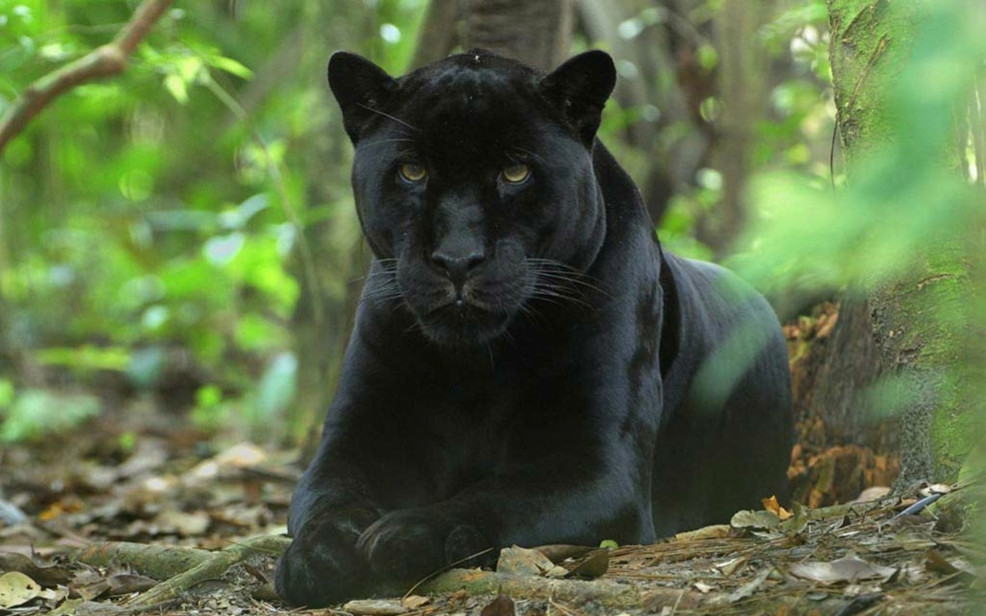 Download Animal Black Panther Image