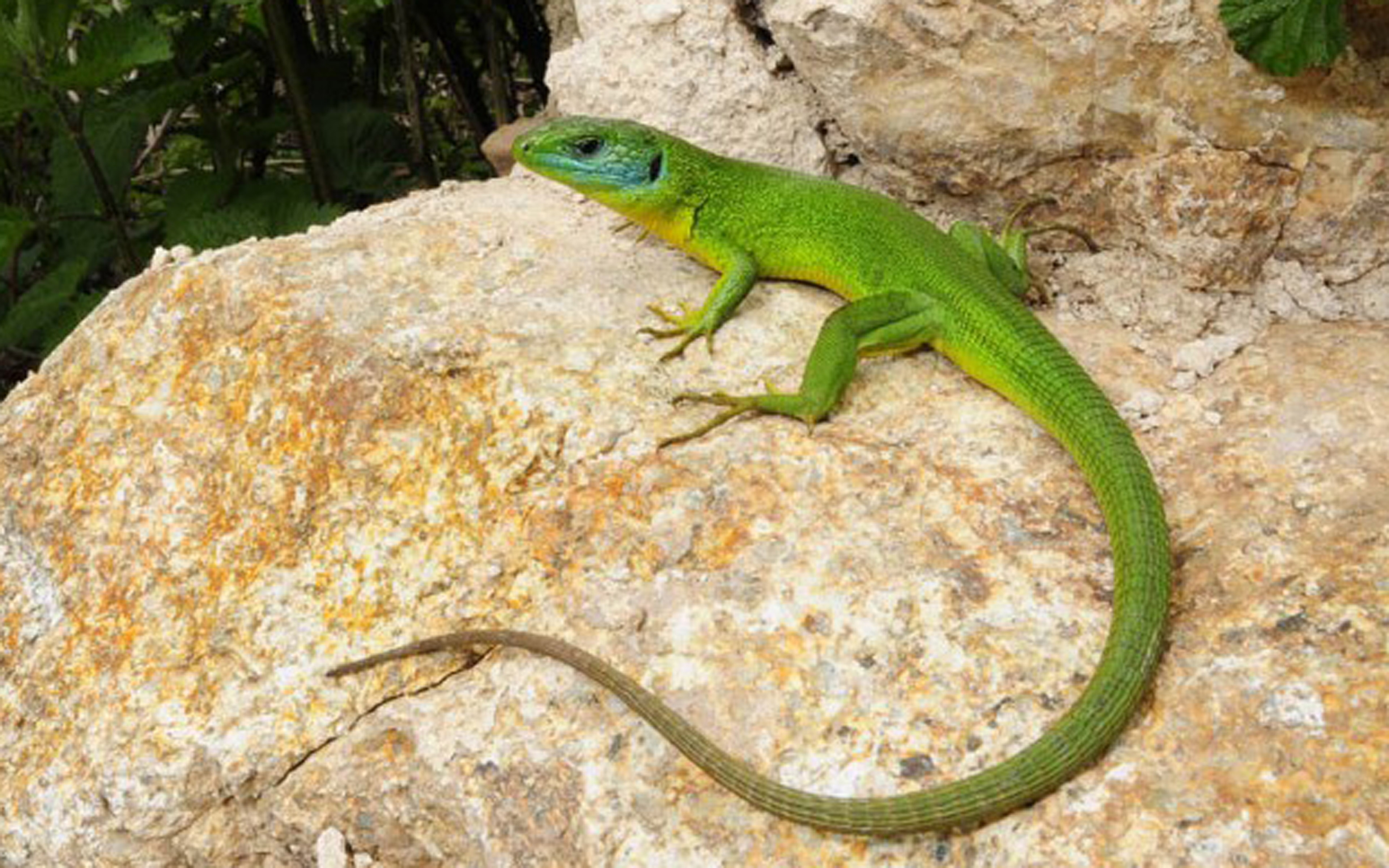 Download Animal Lizard Image