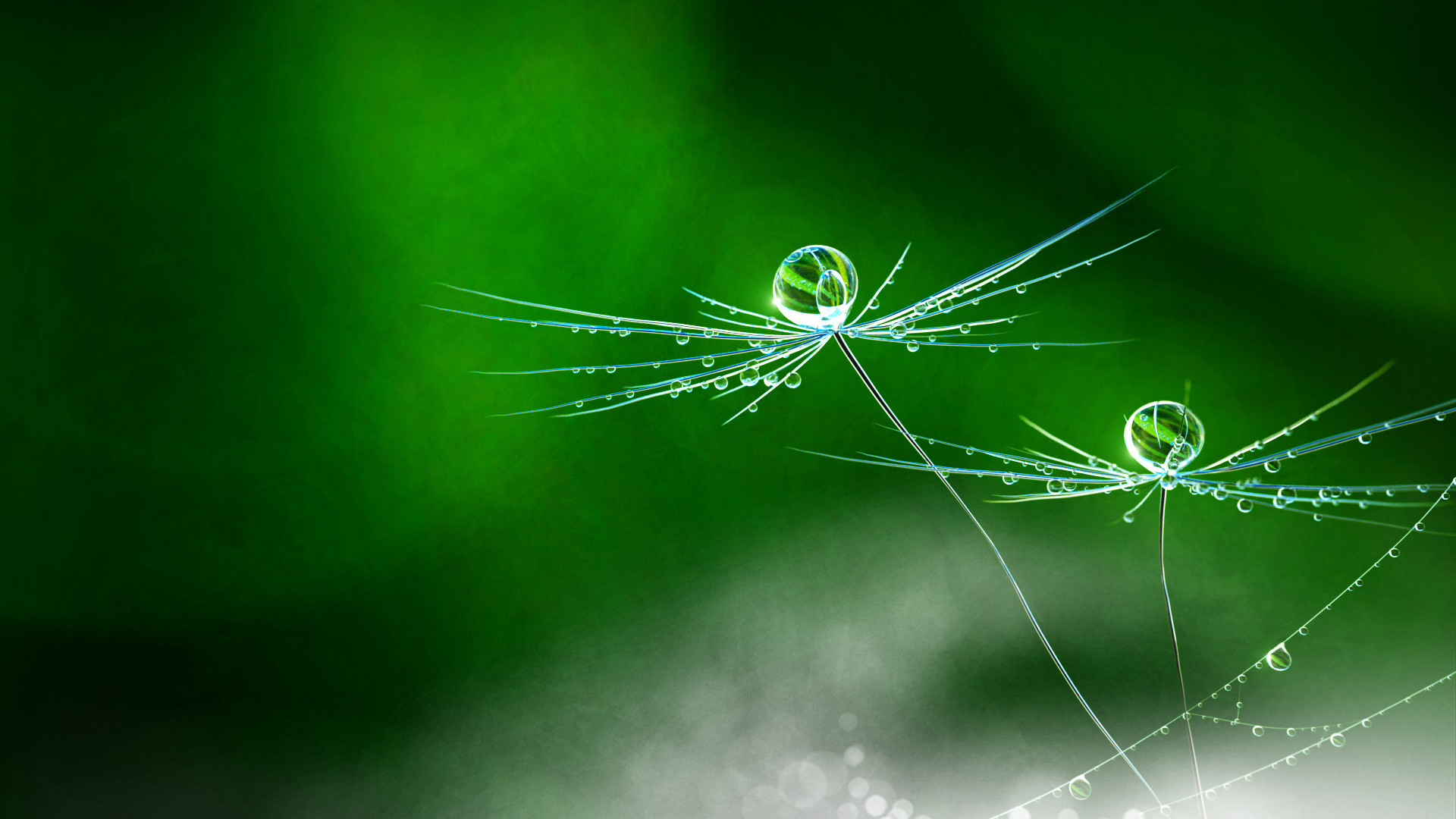 Download Water Drop Green Artistic Flower Image