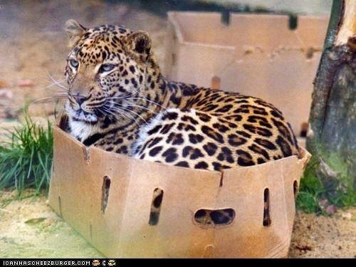 Cardboard Box - Desktop Wallpapers, Phone Wallpaper, PFP, Gifs, and More!