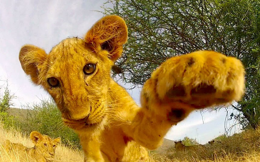 a lion cub takes selfies after discovering a go-pro camera in a car in ...