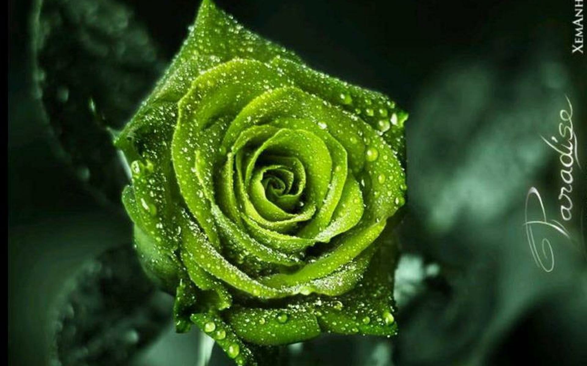 Closeup of a green rose - Image Abyss