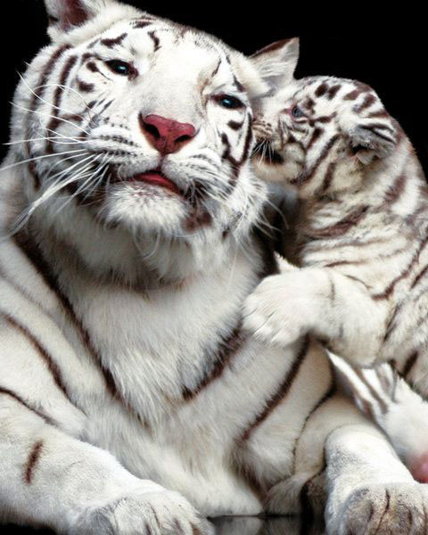 Cute Love: A White Tiger and Its Adorable Cub