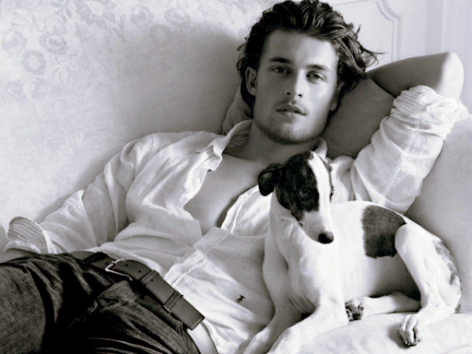 Whippet - Desktop Wallpapers, Phone Wallpaper, PFP, Gifs, and More!