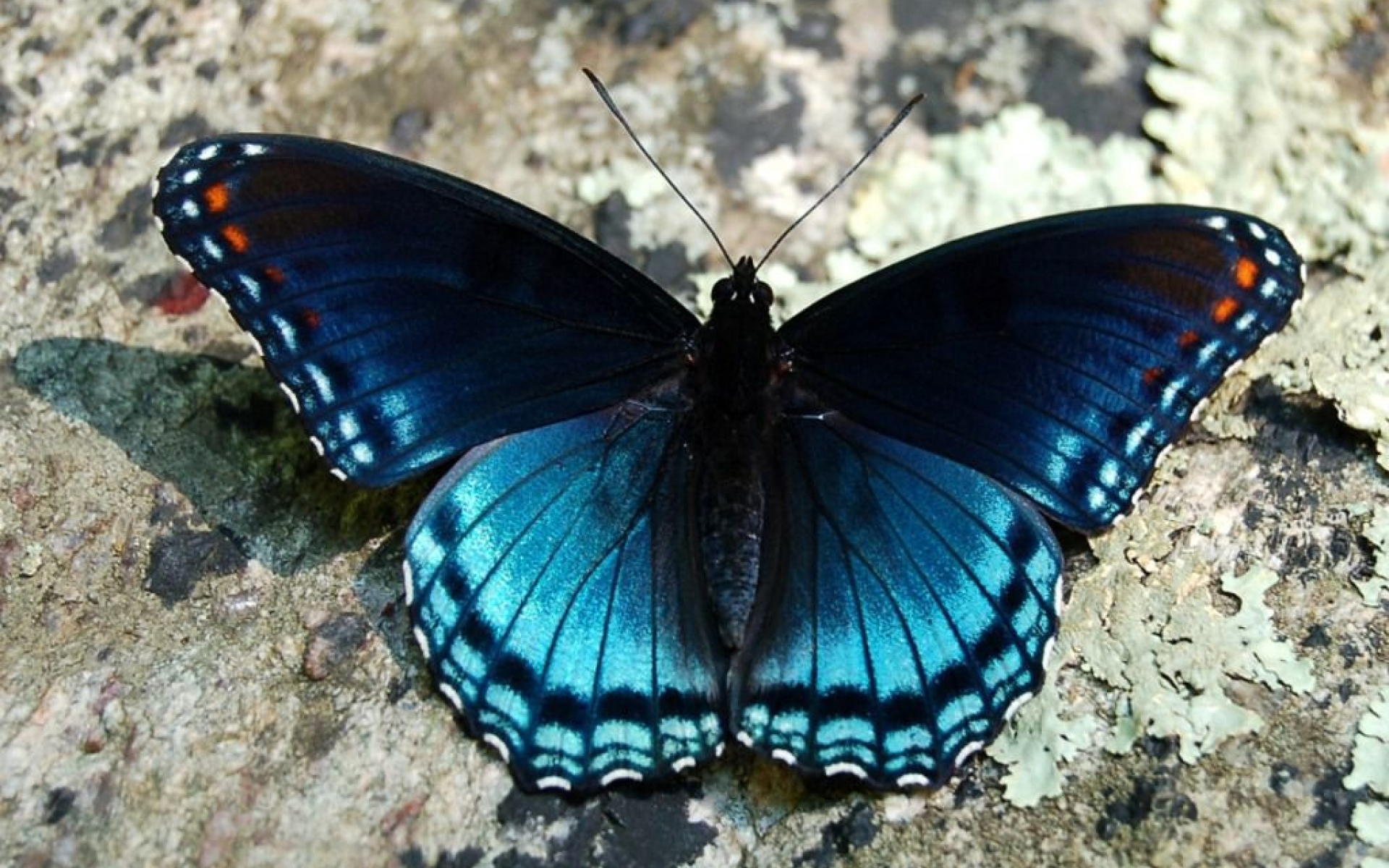 Blue Butterfly - Image Abyss