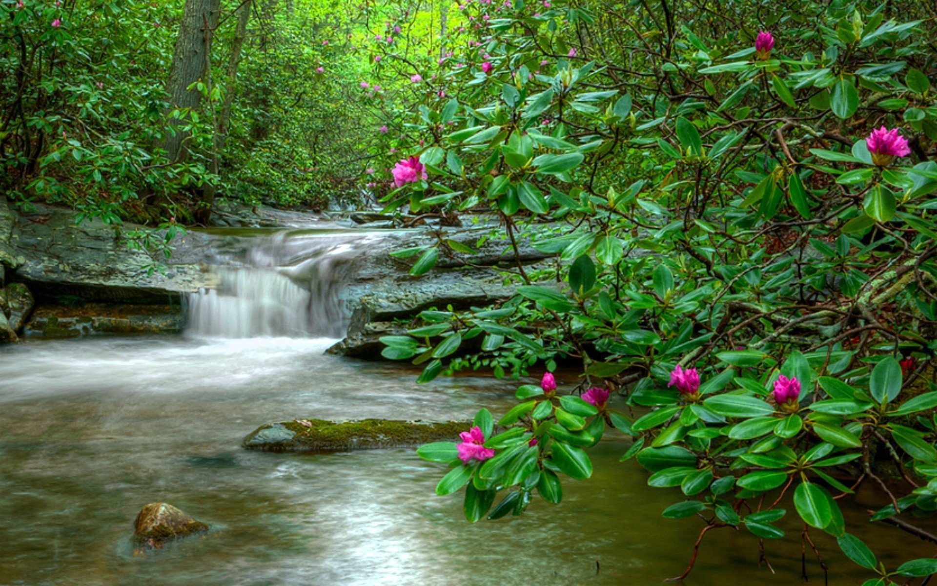 Download Green Flower Spring Forest Earth Nature Waterfall Image