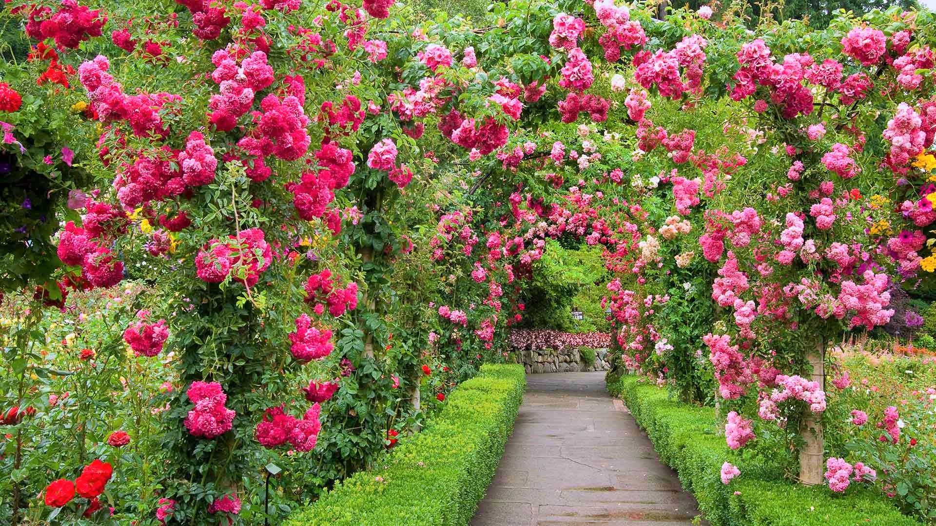 Download Pink Flower Flower Rose Path Man Made Garden Image