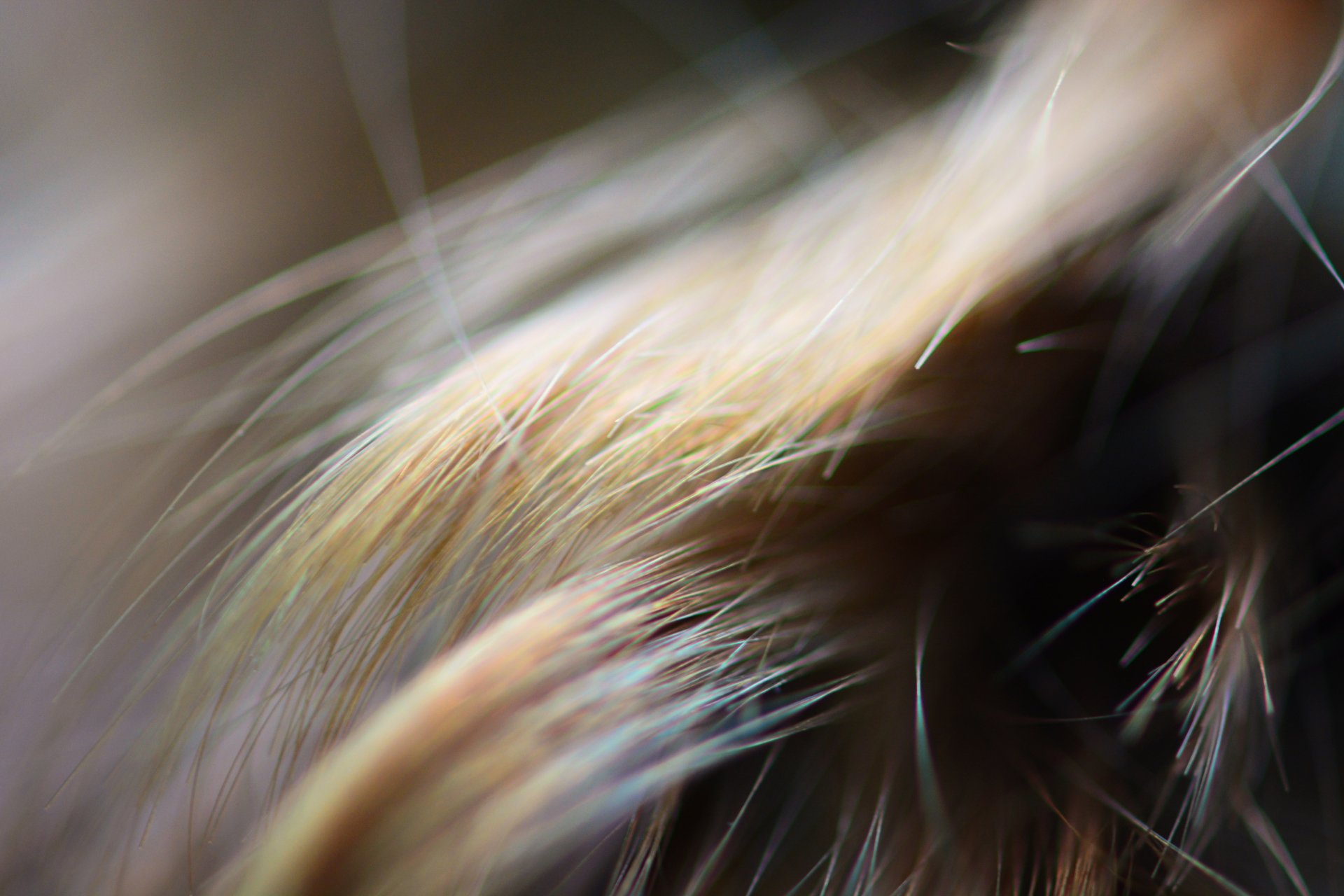 Download Macro Texture Sunlight Woman Hair Image