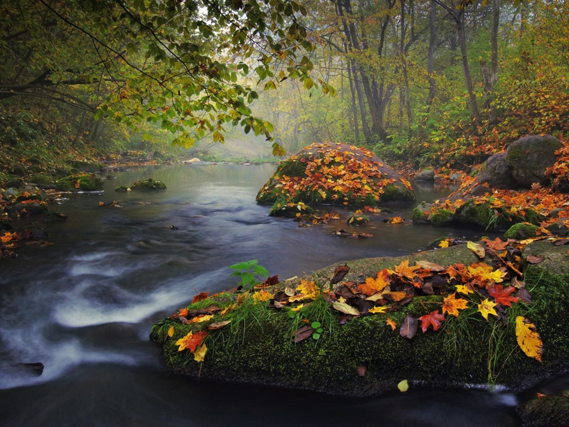 Download Fog Fall Tree Forest Earth Nature Stream Image