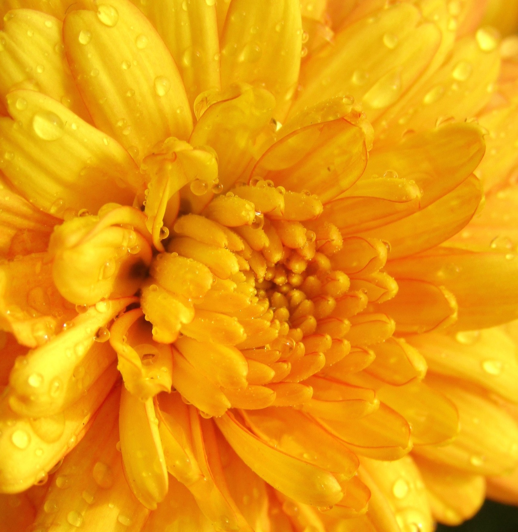 Natural Gold by Demasc1