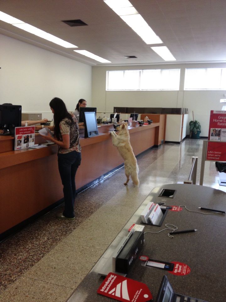 Download Animal Dog Bank Customer Service Indoor Image
