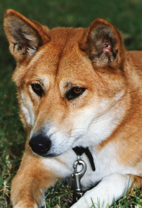 Dingo - Desktop Wallpapers, Phone Wallpaper, PFP, Gifs, and More!