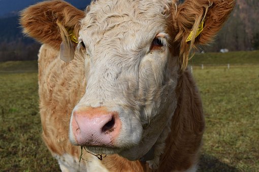 Cow Picture - Image Abyss