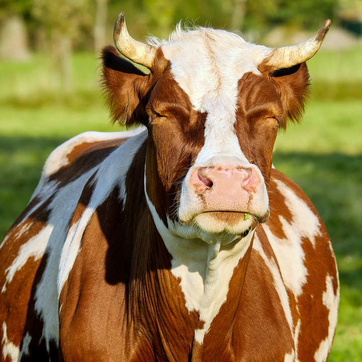 Download Animal Cow Image