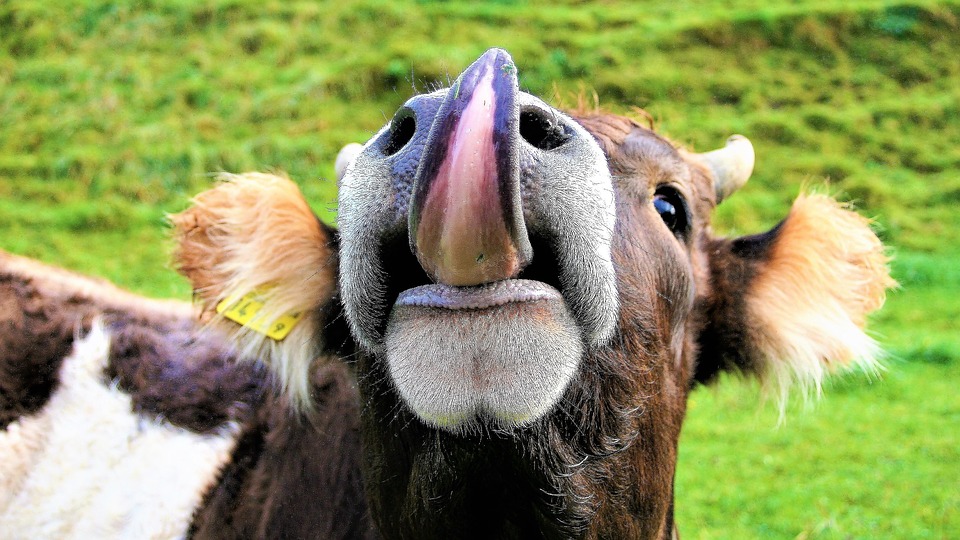 Cow Picture - Image Abyss