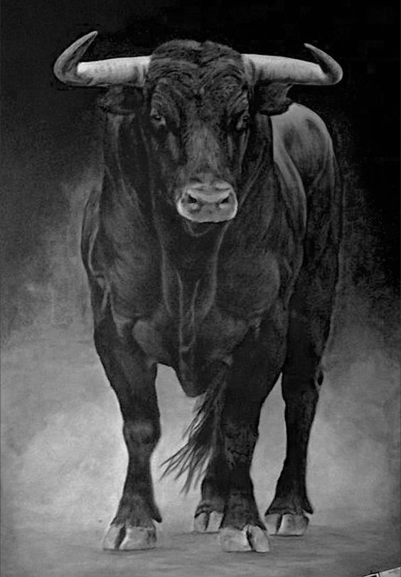 Download Animal Bull Image