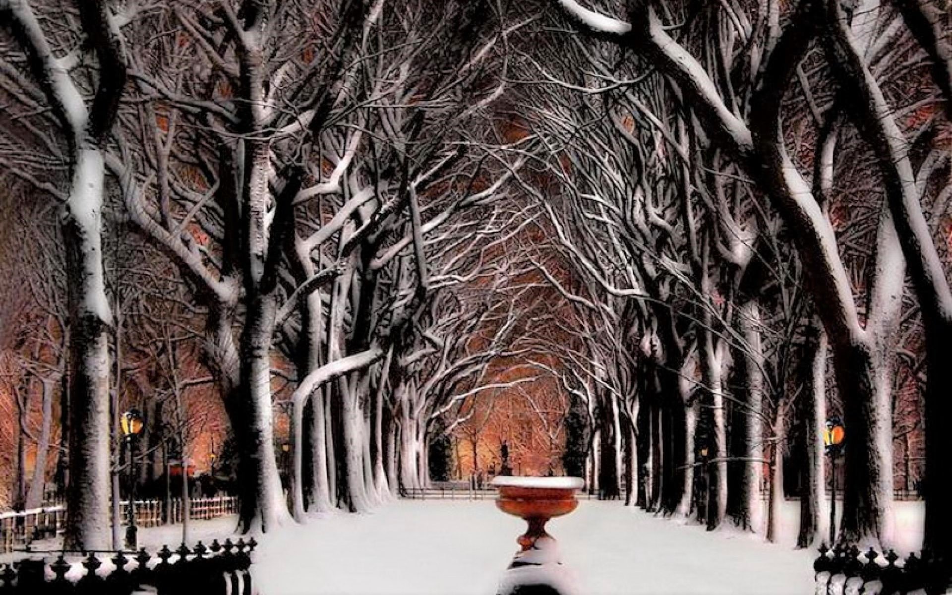 Download Light Park Tree Snow Earth Nature Winter Image