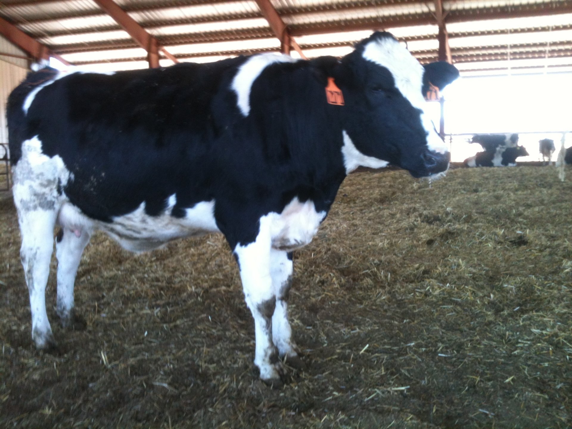 Cow Image - ID: 166369 - Image Abyss