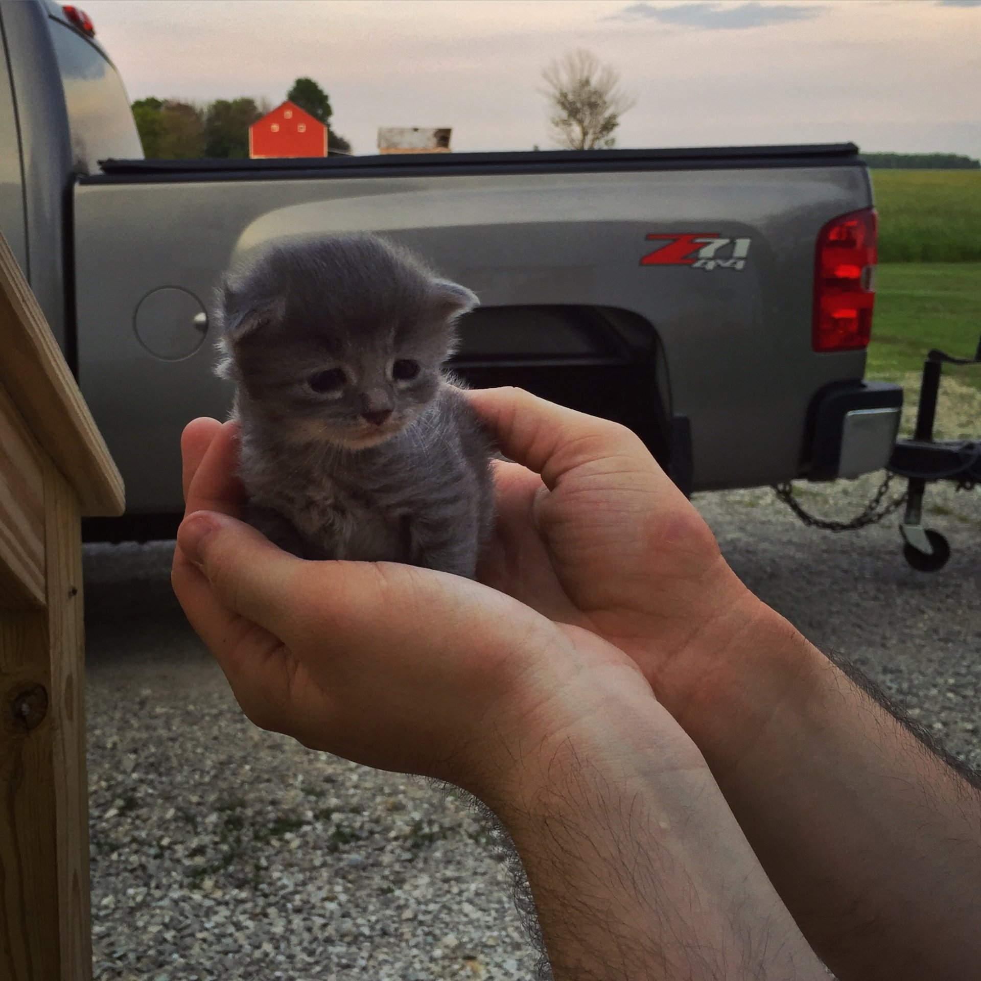 Kitten - Desktop Wallpapers, Phone Wallpaper, PFP, Gifs, and More!