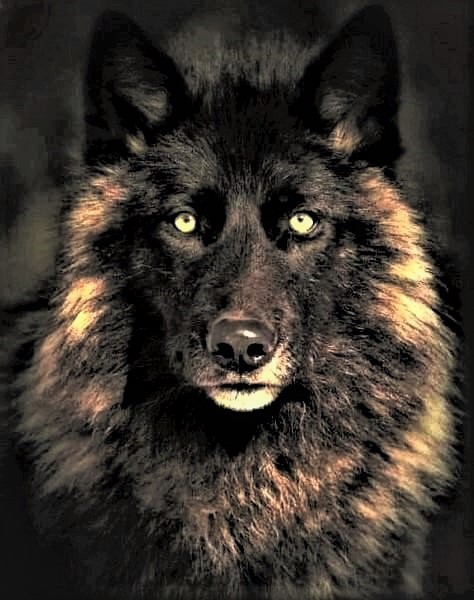 Alpha Male Wolf - Image Abyss