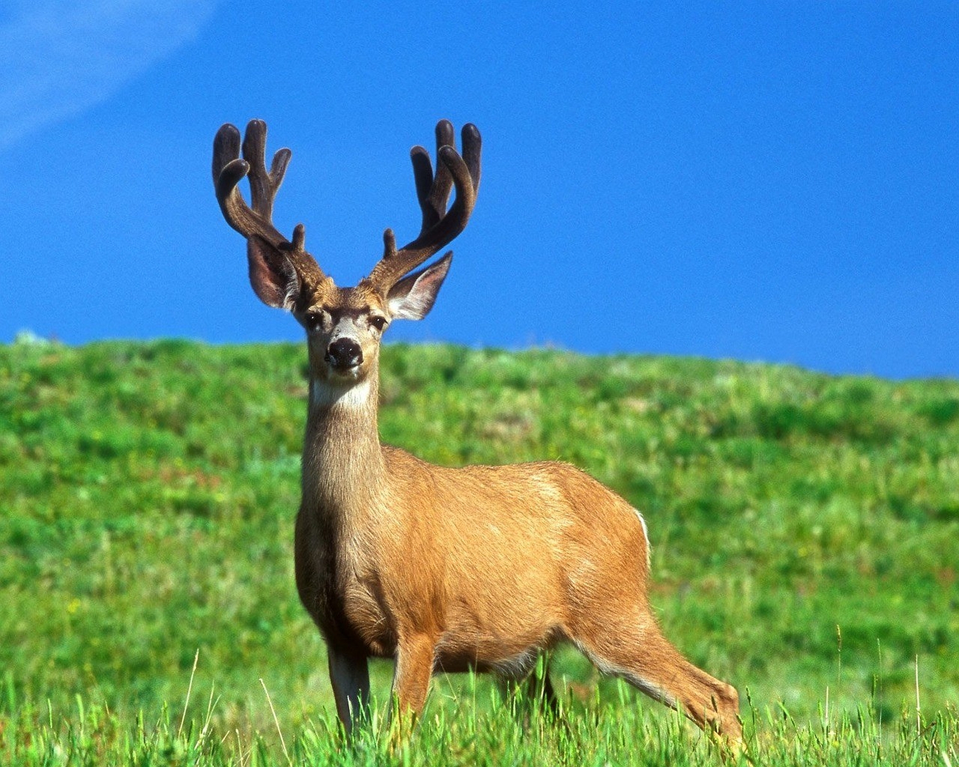 Download Animal Deer Image