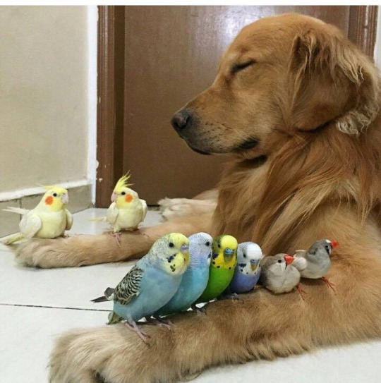 Harmony in Pet Friendship: Dog and Birds United