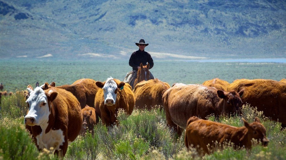 Download Cow Man Cowboy Image